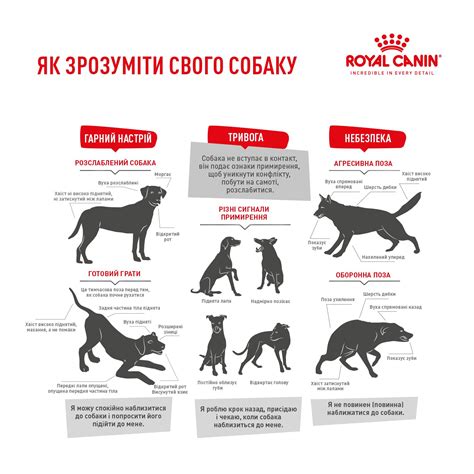 Правила содержания кошек и собак расшифровка секретных знаков животных