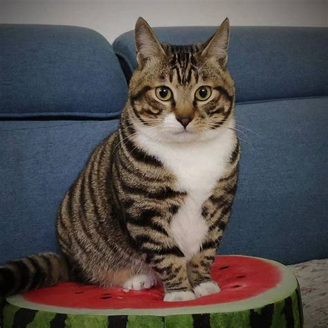 Dragon Li Cat Named Pipi