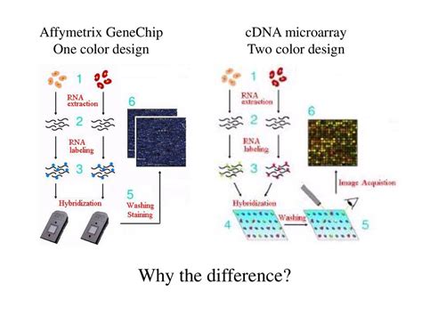 Introduction To Microarray Data Analysis Ppt Download