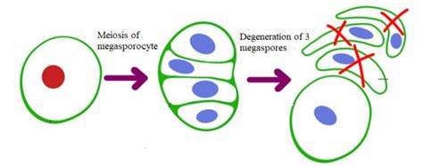 What Is The Difference Between Megasporogenesis And Microsporogenesis