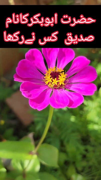 Hazrat Abu Bakrصدیق نام کس نےرکھاshorts Islamicstatus Islam Youtubeshorts Youtube