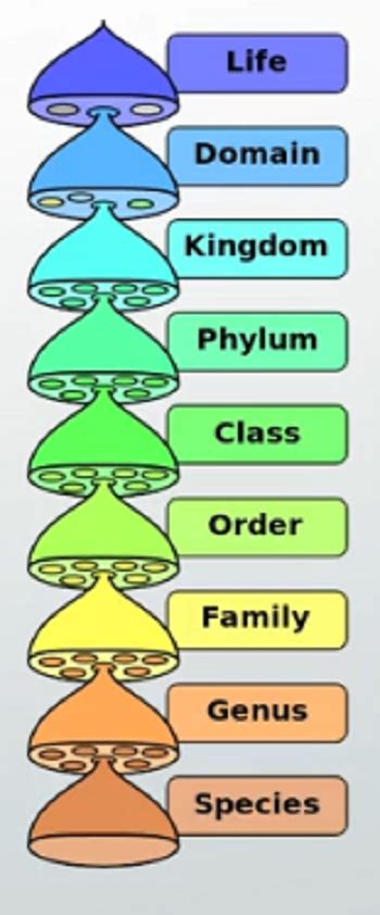 Biological Organization Definition Hierarchy And Levels Lesson