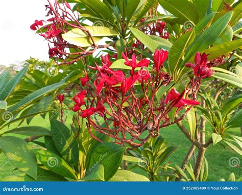 Red Champa Stock Image Image Of India Champa Evergreen 252909409