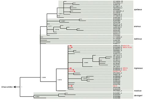 bayesian tree of 60 unique haplotypes of the concatenated mtdna