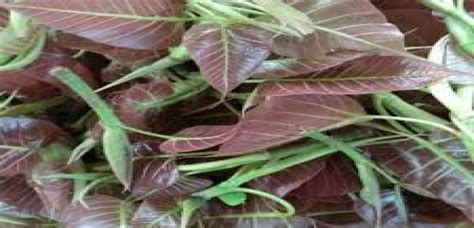 ကန့်ဘလူမြို့၊ မိုးမလင်းဈေးရှိ ညောင်ရွက်ဈေးနှုန်း Consumer