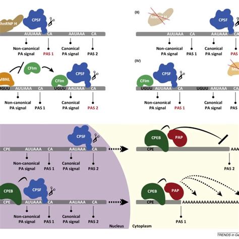 PDF Alternative MRNA Transcription Processing And Translation Insights From RNA Sequencing