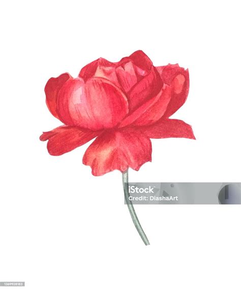 A Red Rose Bud Watercolor Illustration Stock Illustration Download Image Now Beauty Blossom
