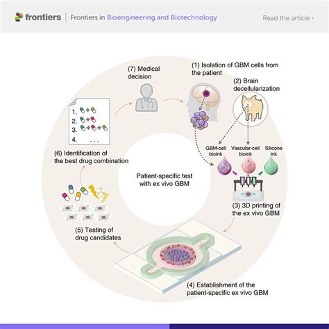 3d Bioprinting Of Vascularized Tissues For In Vitro And In Vivo Applications Frontiers