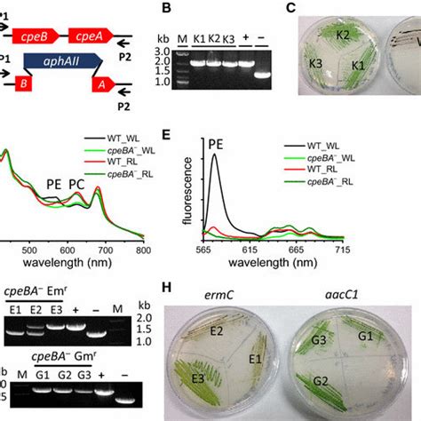 Organization Of The Farlip Gene Cluster In Synechococcus Sp Pcc 7335 Download Scientific