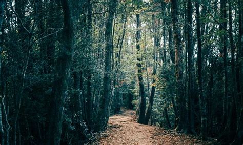 Shinrin Yoku The Art Of Forest Bathing Shinrin Yoku Forest Bathing Unplug Deep Breath