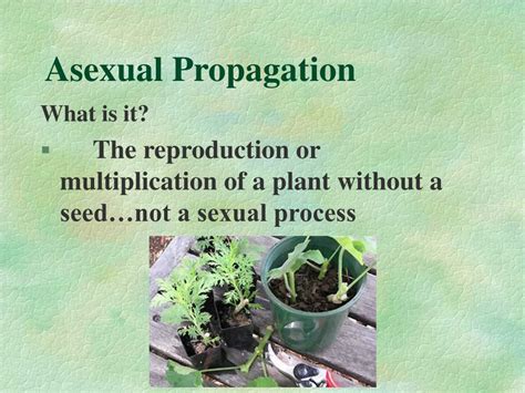 Ppt Asexual Propagation By Cuttings Powerpoint Presentation Free
