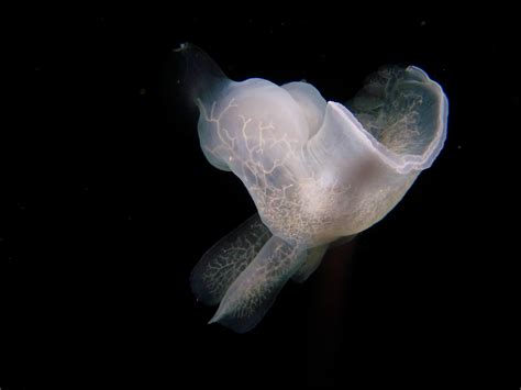 Hooded Nudibranchs And Their Eggs The Marine Detective