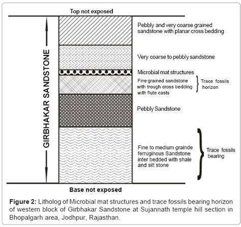 Trace Fossils And Microbial Mat Induced Sedimentary Structures From