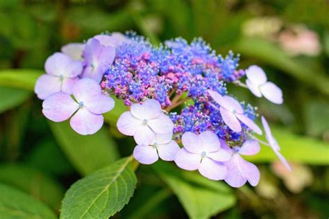 Hydrangea Serrata Hortensia Japonais Plantation Entretien