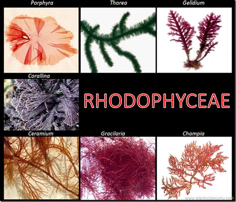 Does Red Algae Have Seeds At Hayley Peck Blog