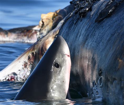 Functional Ecology Wiley Online Library