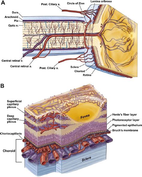 Choroid Layers