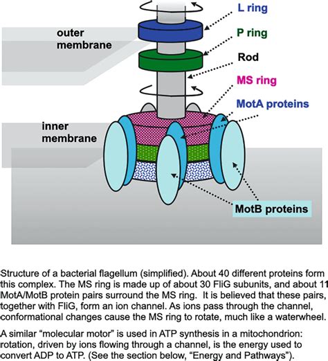 Why Is Biology Hard Springerlink