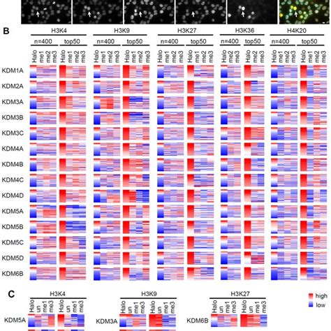 Detection Of Histone Modification Levels During The Cell Cycle In