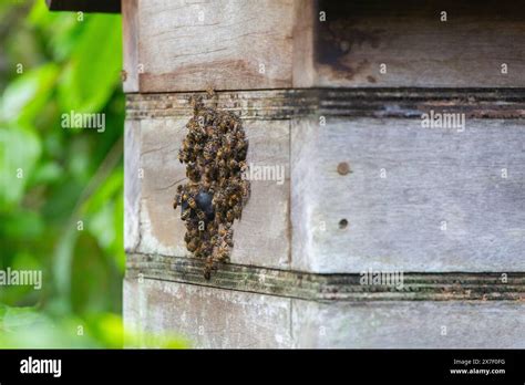Stingless Bee Species Hives Spotted On A Wooden Box Structure At Singapore Botanic Gardens A