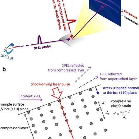 Pdf X Ray Free Electron Laser Observation Of Ultrafast Lattice Behaviour Under Femtosecond