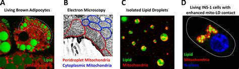 Mitochondria Bound To Lipid Droplets Where Mitochondrial Dynamics