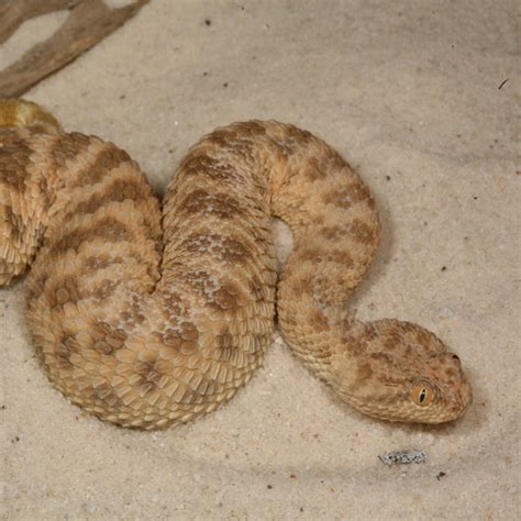 Saharan Sand Viper African Snakebite Institute