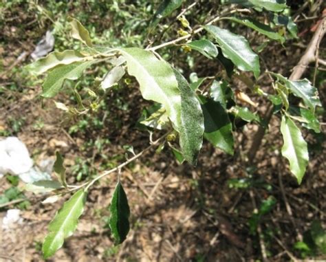 Elaeagnus Indica Eflora Of India