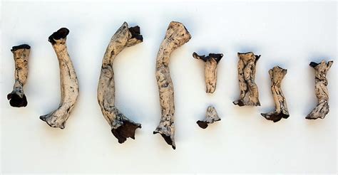 Gallery Shoshana Parry