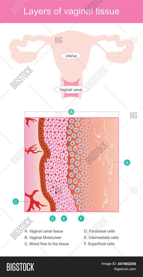 Layers Of Vaginal Wall Vagina Location Anatomy Parts Histology