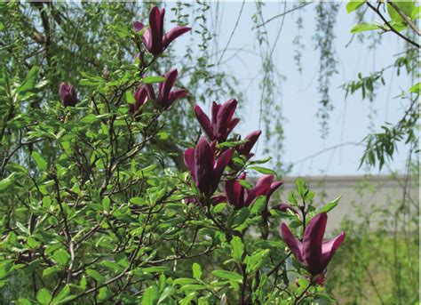 紫玉兰 景观园林植物 图片