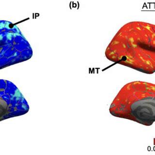 Spatial Maps Of Surface Analysis For Significant Impact Of Sex On A Download Scientific