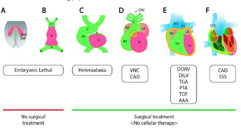 Schematic Representation Of The Main Steps Of Cardiogenesis Starting