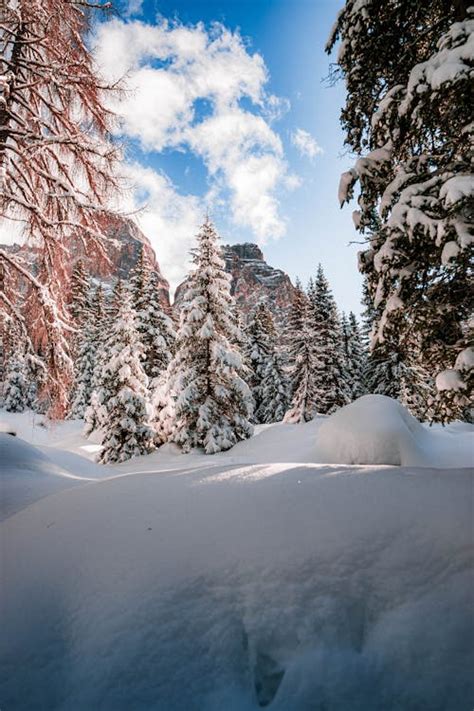 감기 겨울 겨울 장면 경치가 좋은 고요한 광야 구름 깨끗한 나무 냉담한 냉랭한 눈 눈 내리는 눈 덮인 눈 덮인 모자 눈 덮인 풍경 눈이 덮인
