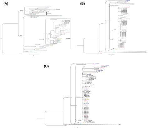 A Phylogenetic Tree Based On The 2nd Hypervariable Region Of The Download Scientific Diagram