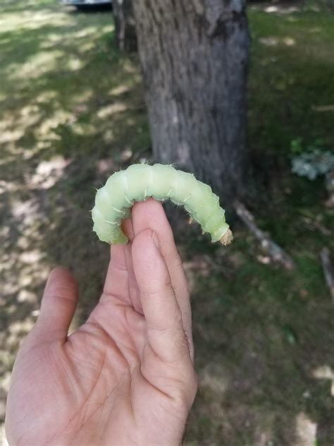 Found A Big Ol Polyphemus Moth Larvae In My Yard Today Album On Imgur