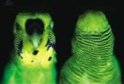 Parrots Will Fluoresce For Sex Science News