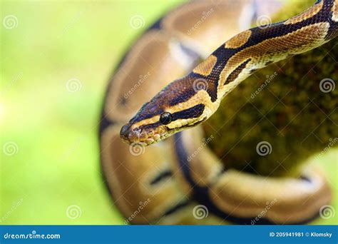 The Royal Python Python Regius Also Called The Ball Python Lying