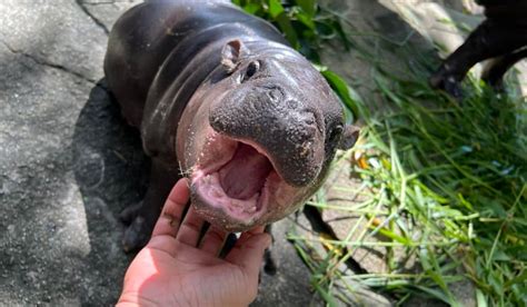 รวมรูปภาพของ เอ็นดูไม่ไหว น้องหมูเด้ง ฮิปโปแคระเซเลบเขาเขียว เฉลยทำไมต้องกิน อึ ของแม่ รูป