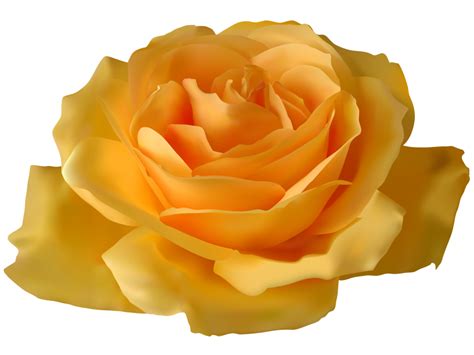 Yellow Rose Transparent Png Image Freepngdesign Com
