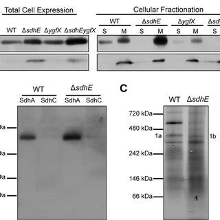 Loss Of SdhE Does Not Affect SDH Stability A Cellular Localization Of Download Scientific