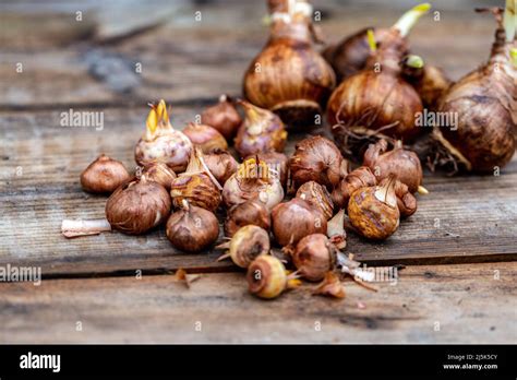 Daffodil And Crocus At Emma Lowell Blog