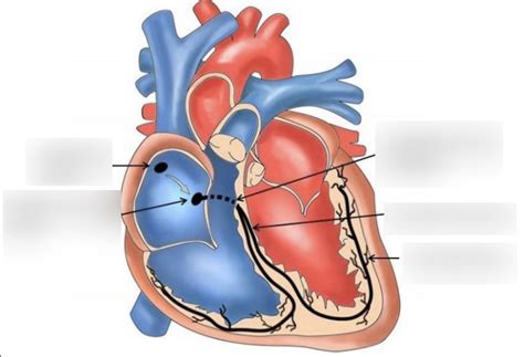 Cardiac Conduction System Diagram Quizlet