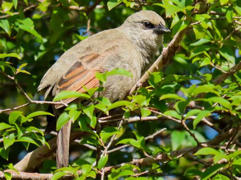 Bhai Bahan Photo Photos Download The Best Free Bhai Bahan Photo Stock