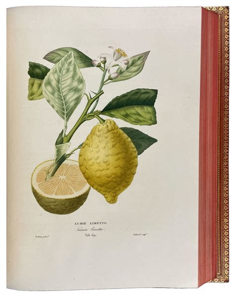Histoire Naturelle Des Orangers Joseph Antoine Risso Pierre Antoine Poiteau