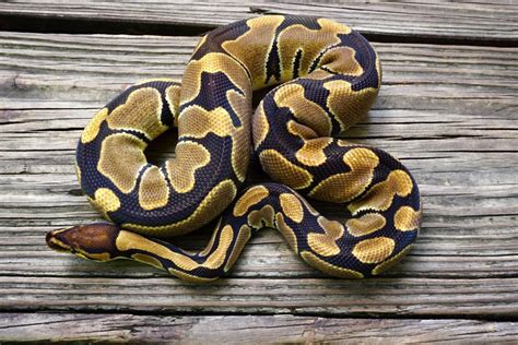 Blade Ball Python Traits Morphpedia Blade Ball Python Traits Morphpedia