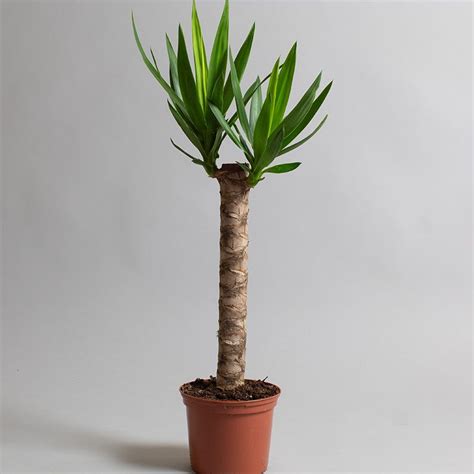 Yucca Cane 15cm Pot Opperman Plants Ltd