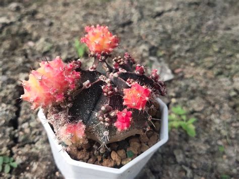 Infected Cactus Classification Failed Classification Dataset By Mahidol
