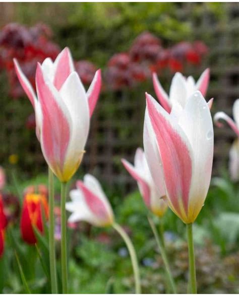 Tulipa Clusiana Lady Jane Hayloft