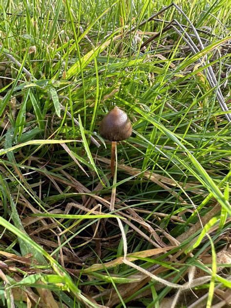 Never Found Libs Before But I Think These Are It 🍄 R Semilanceata